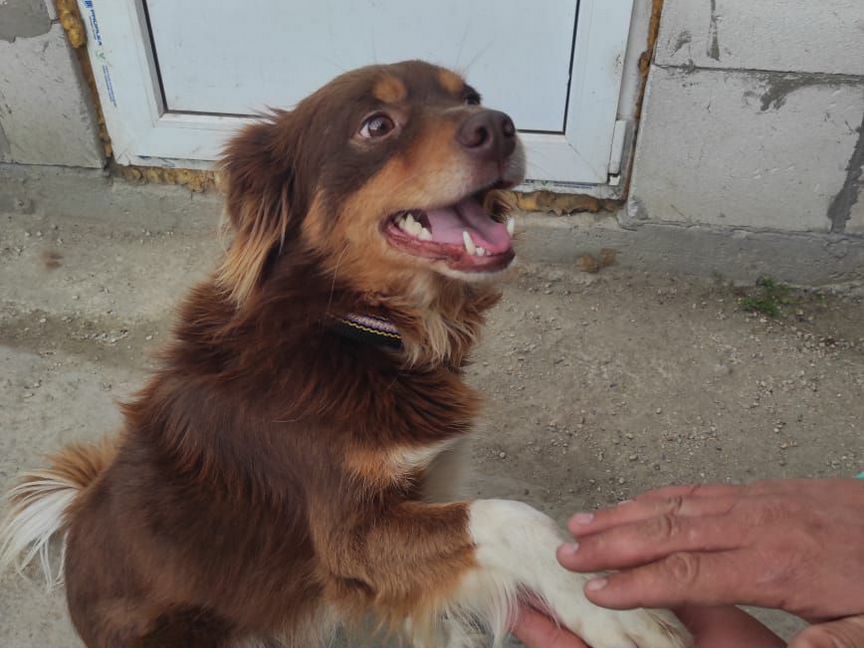 Отдам в добрые руки