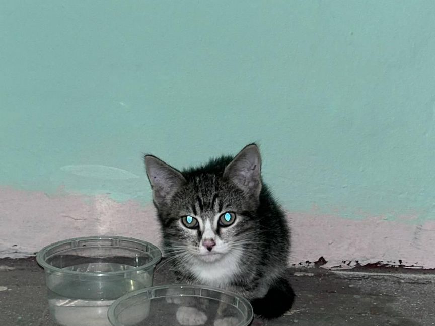 Котенок в подъезде