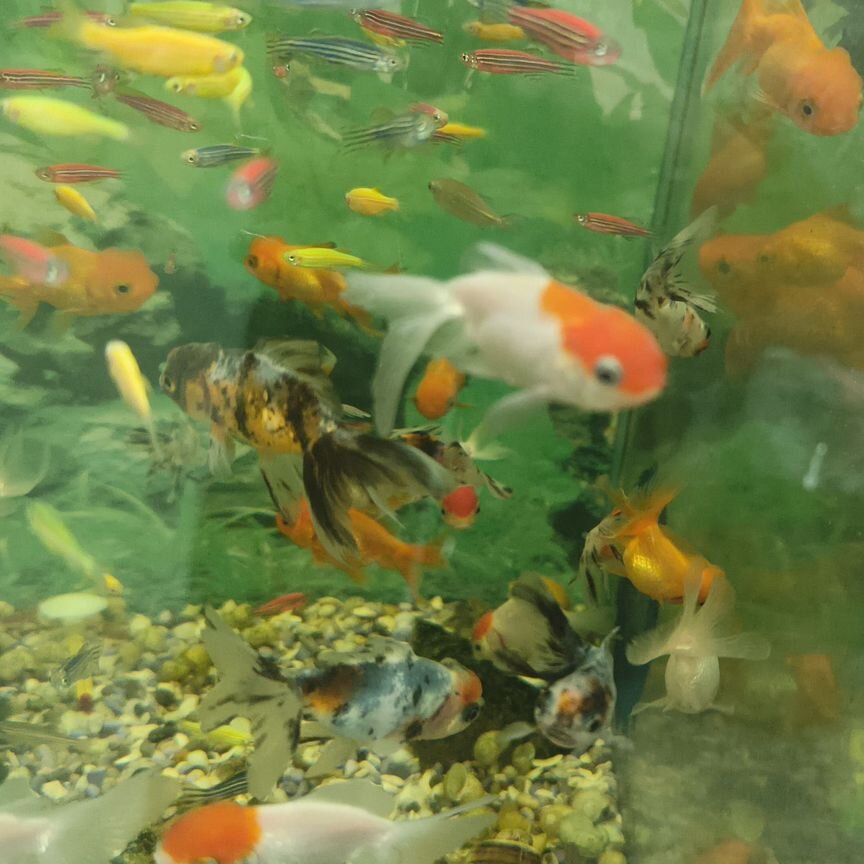 Хамелеоны и агамы