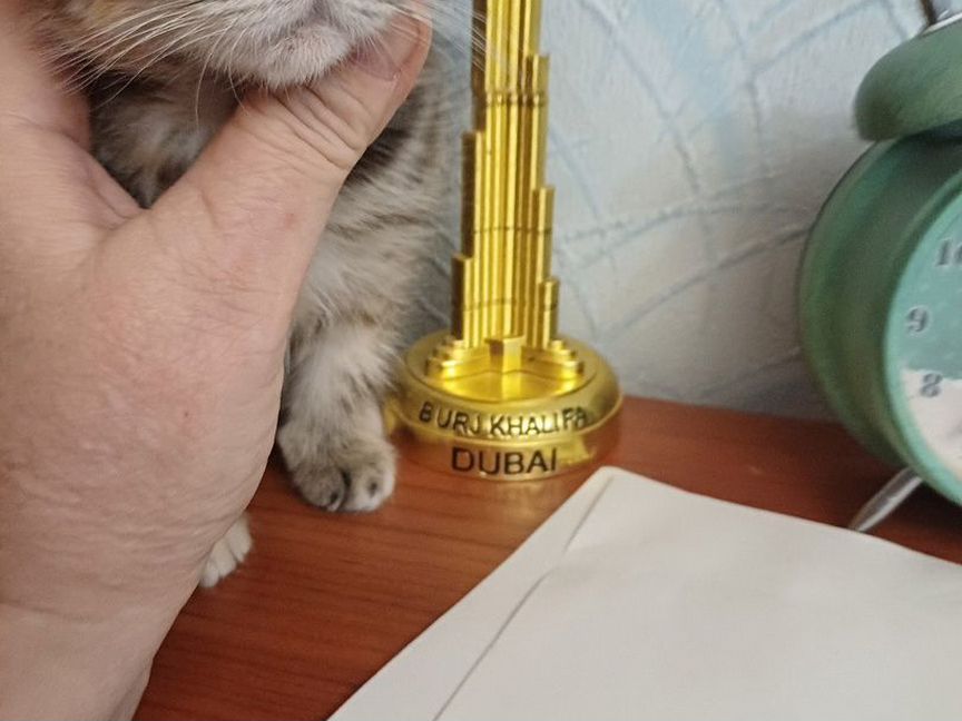 Обалденно ласковый красивый котенок от мамы экзотк