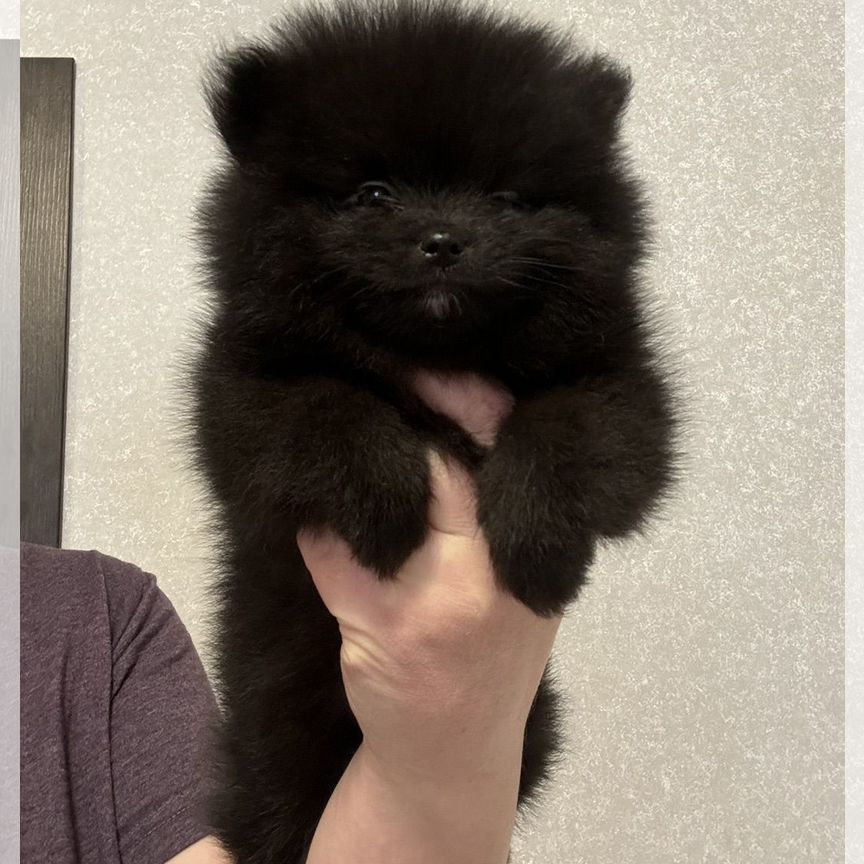 Померанский шпиц, щенок