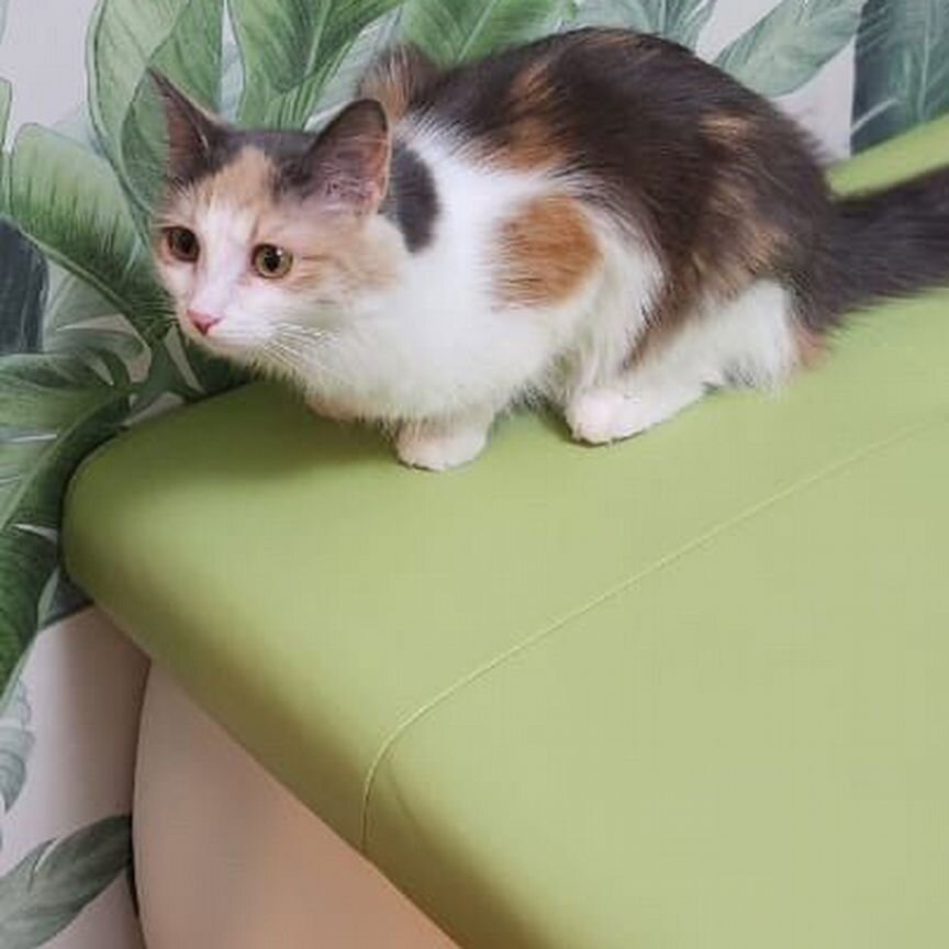 Кошечка 6 мес