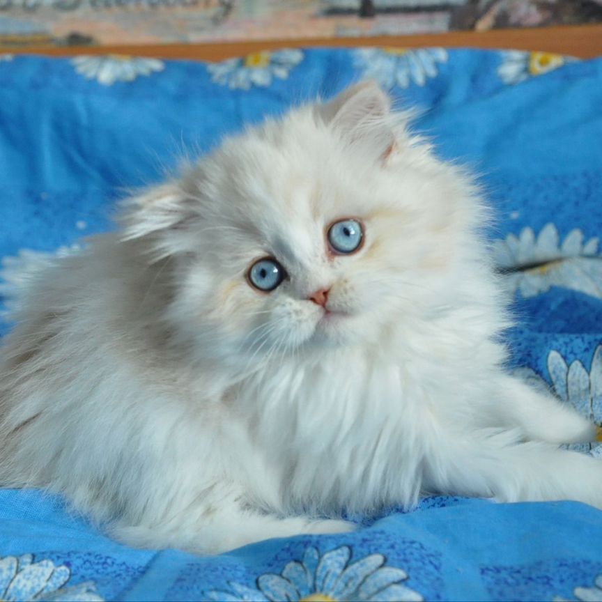 Шикарный Шотландский котёнок