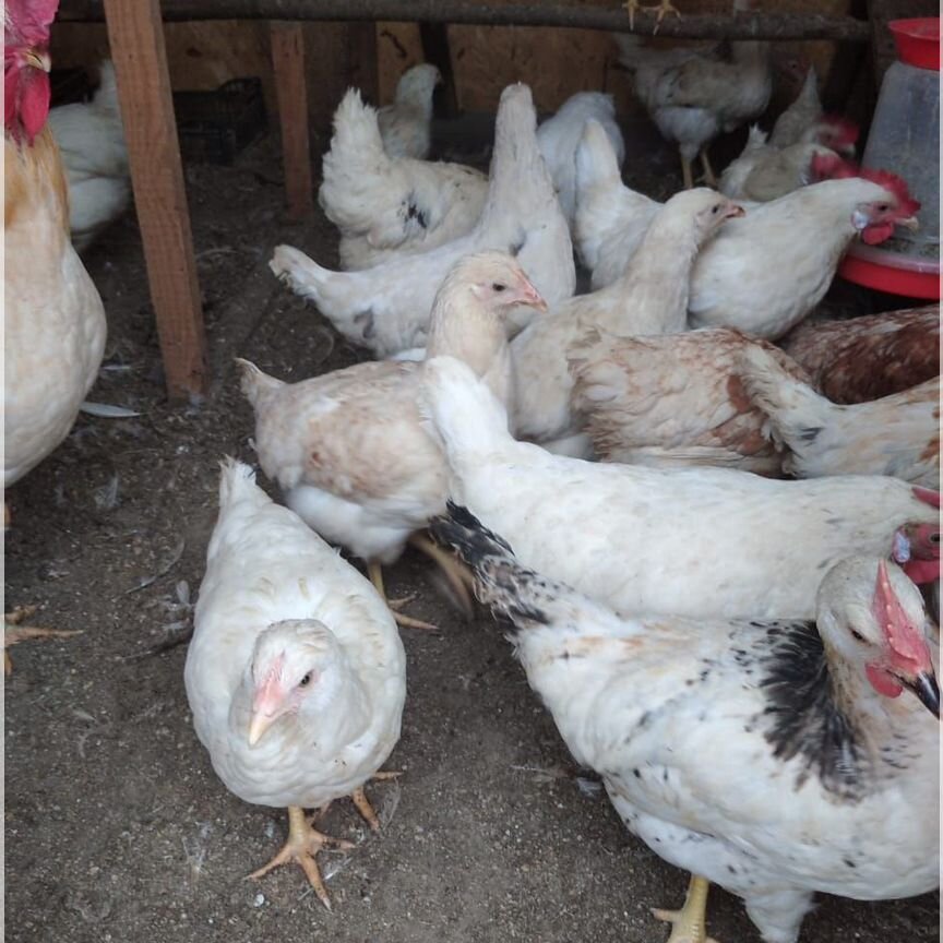 Куры молодки несушки домашние