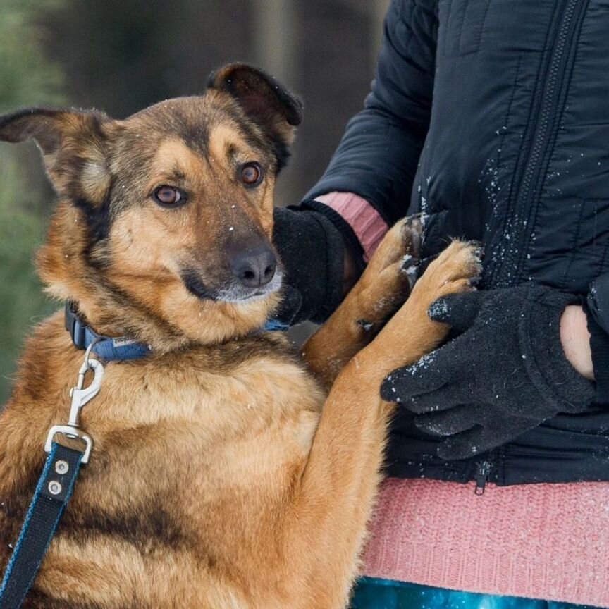 Прекрасная собака в добрые руки. Щербет
