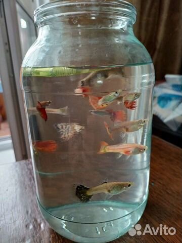 Аквариумные рыбки гуппи