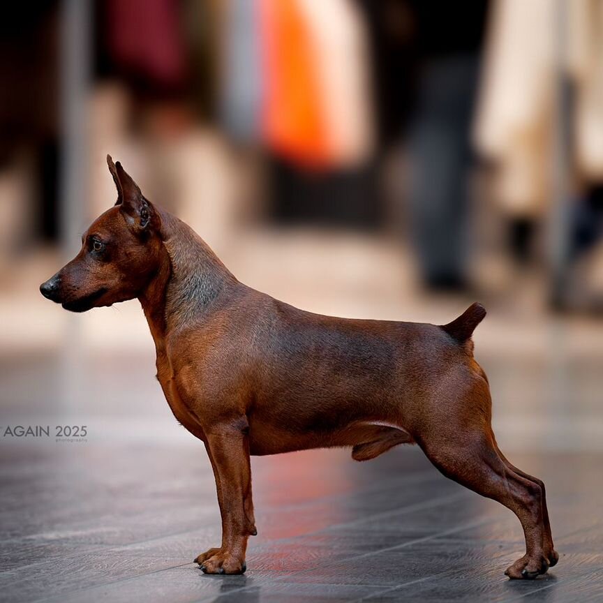 Цвергпинчер, щенок