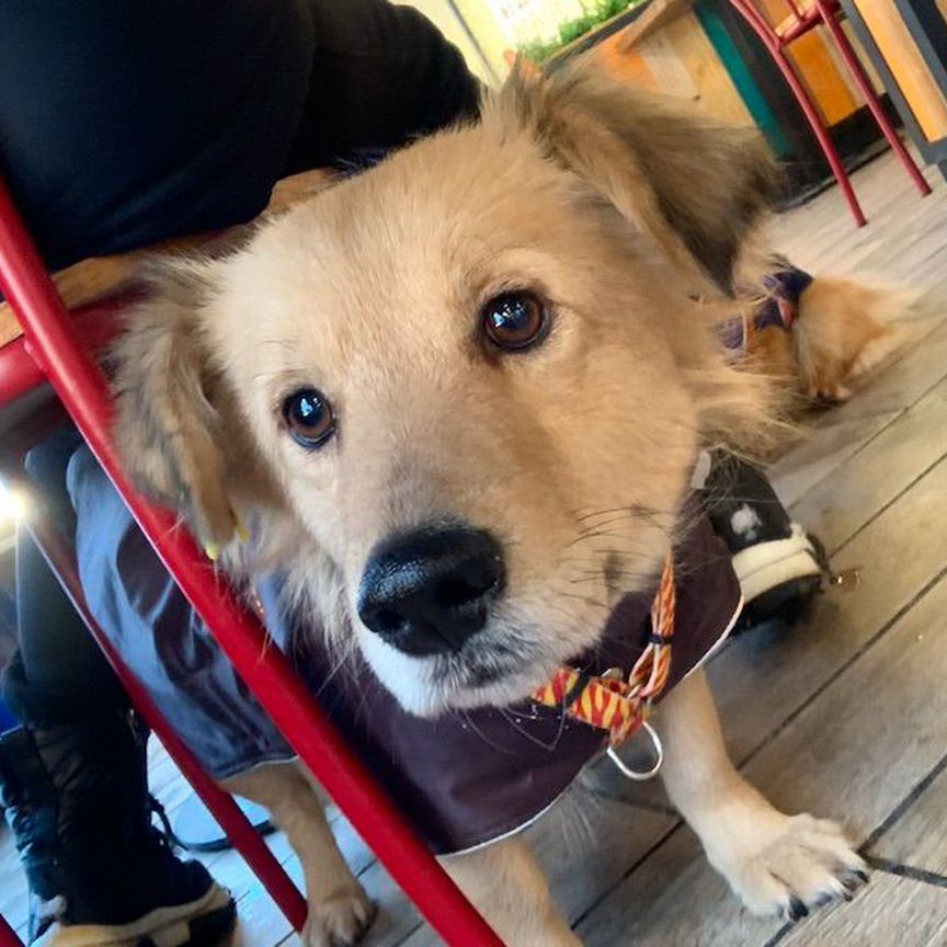 Взрослая собака в добрые руки