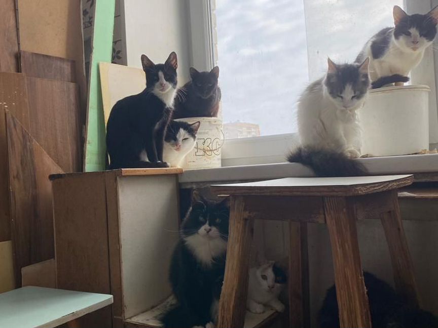 Кошки ненужное наследство,которое усыпят