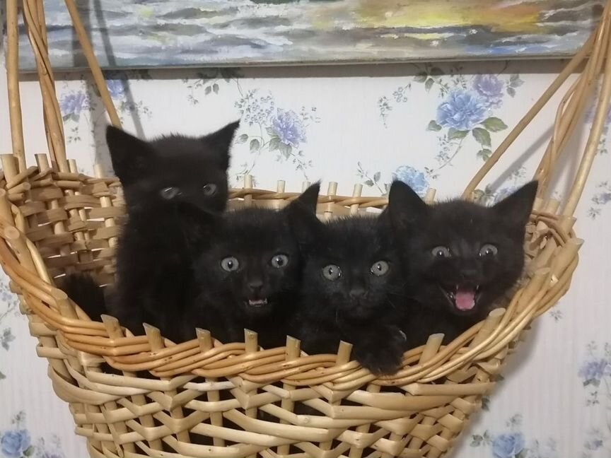 Котята от отличной мышеловки