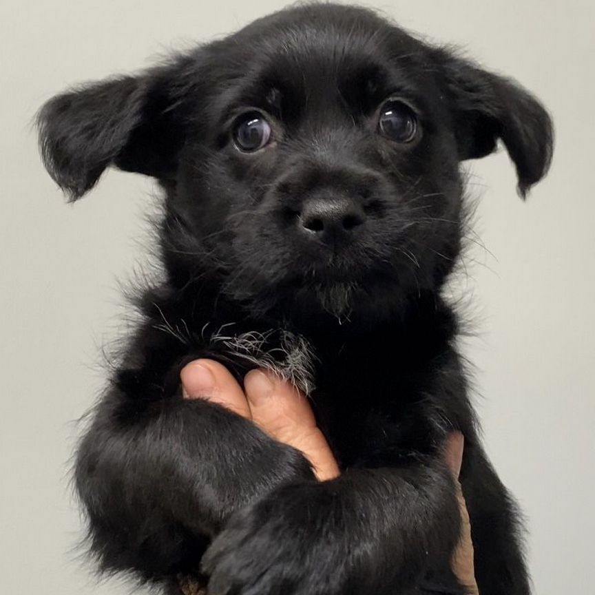 Щенок в добрые руки