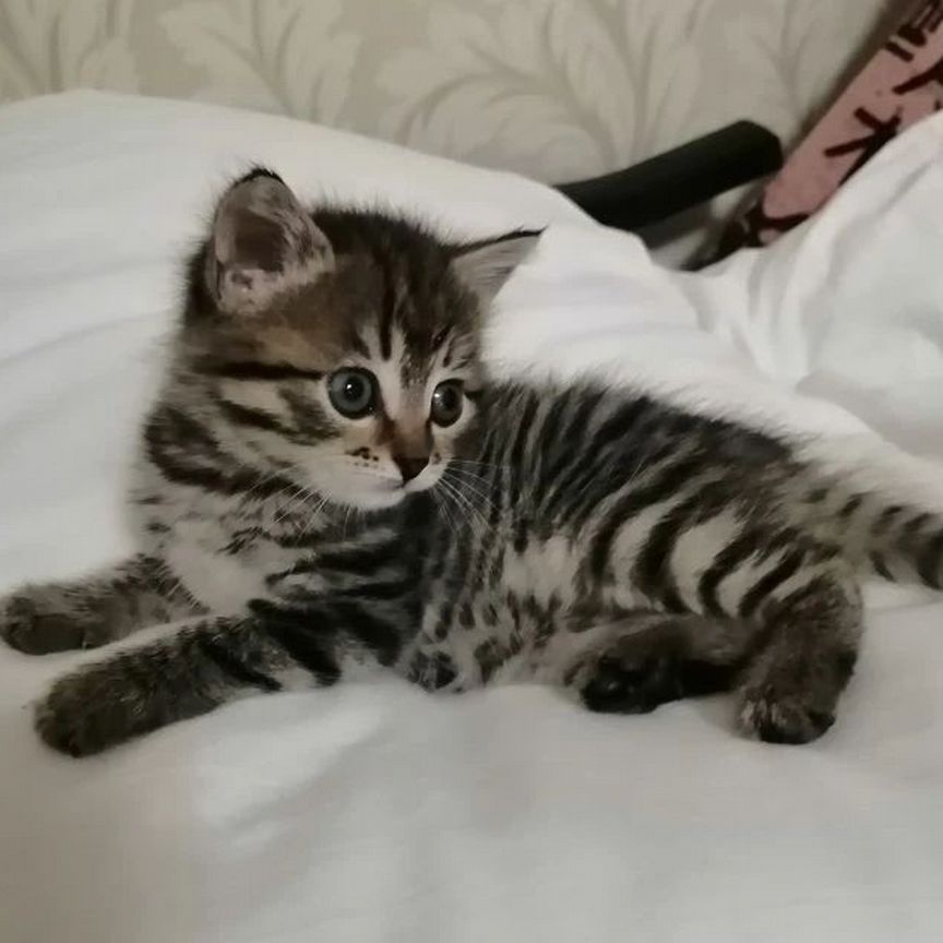 Котёнок в добрые руки