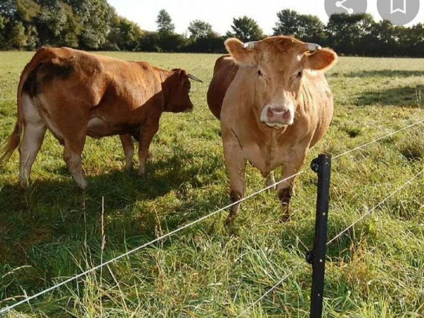 Электропастух для крс