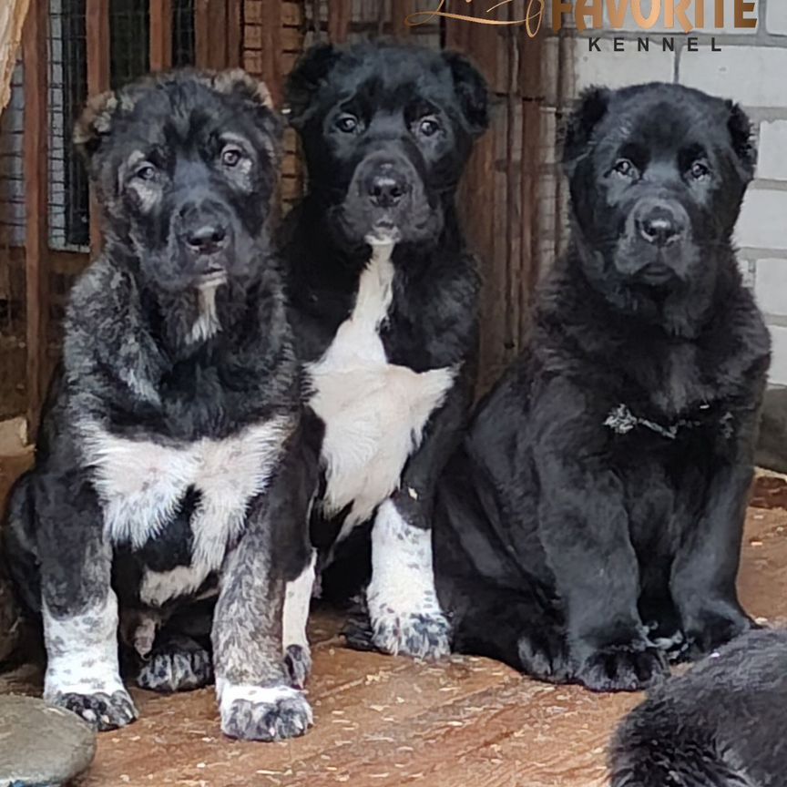 Среднеазиатская овчарка, щенок