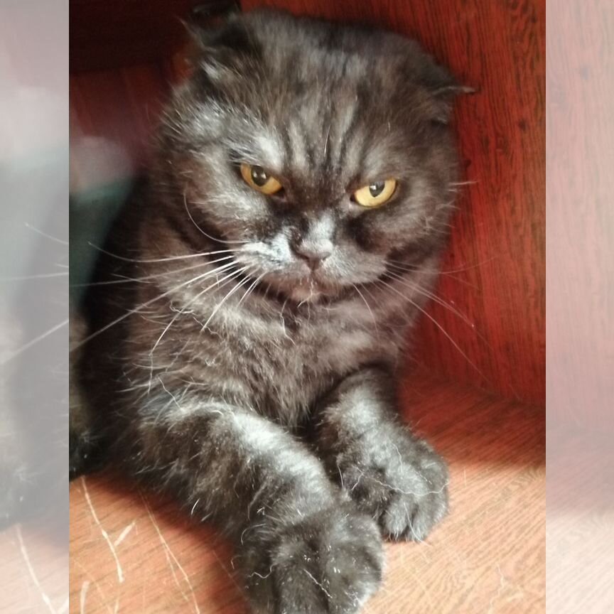 Шотландский вислоухий длинношёрстный кот, взрослый