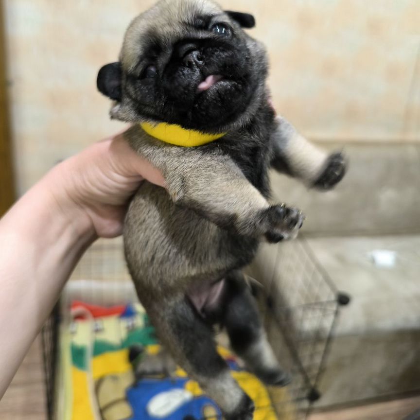 Мопс, щенок