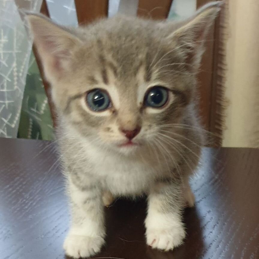 Котенок в заботливые руки