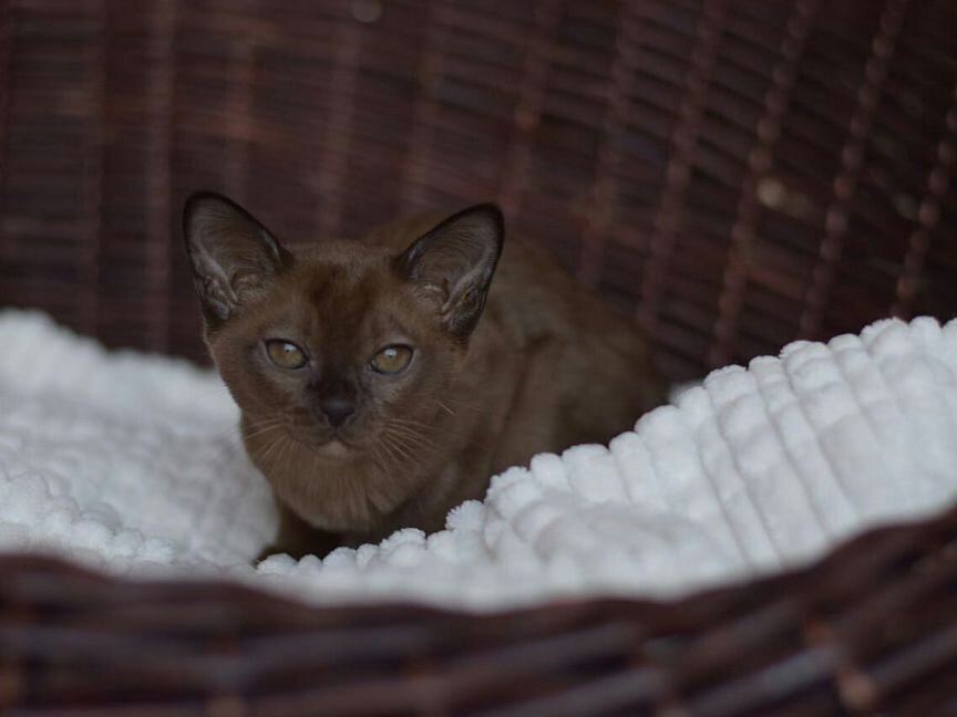 Бурманские котята питомник