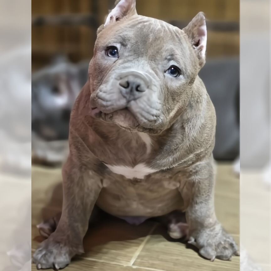 Американский булли, щенок