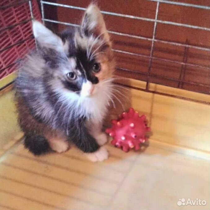 Трехцветный котенок девочка 1,5 мес