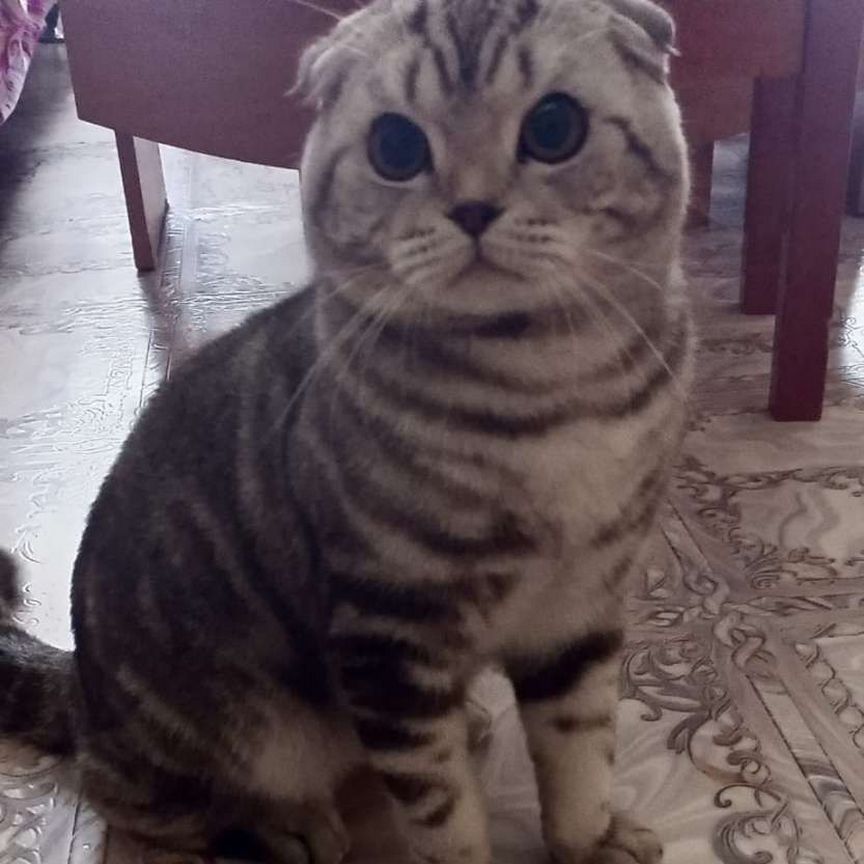 Шотландская