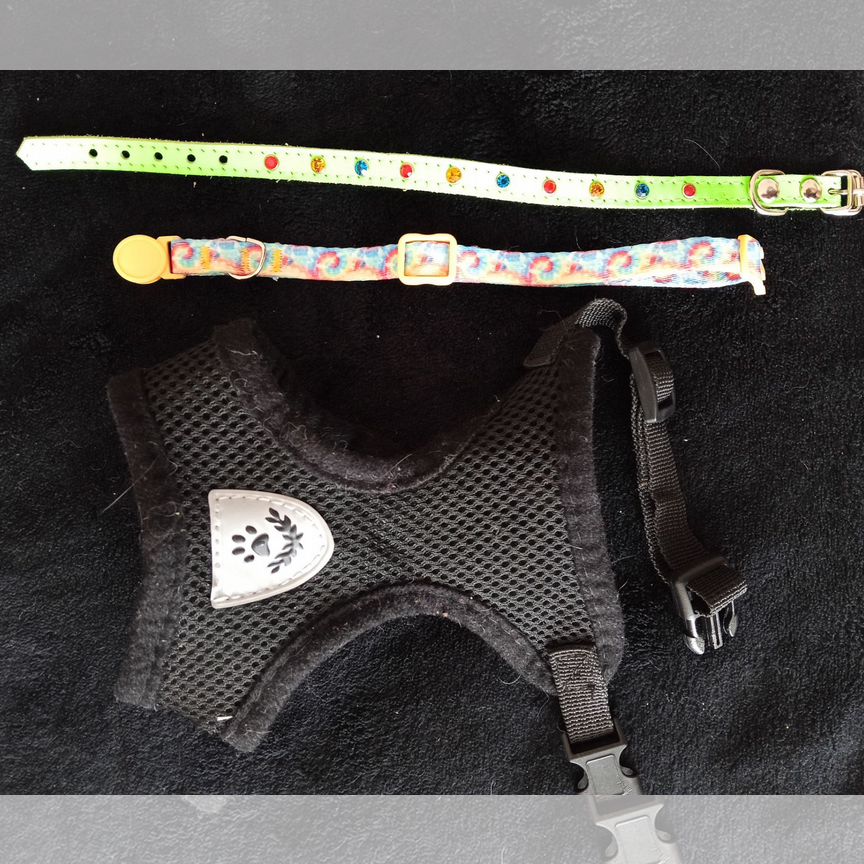 Ошейники, шлейка