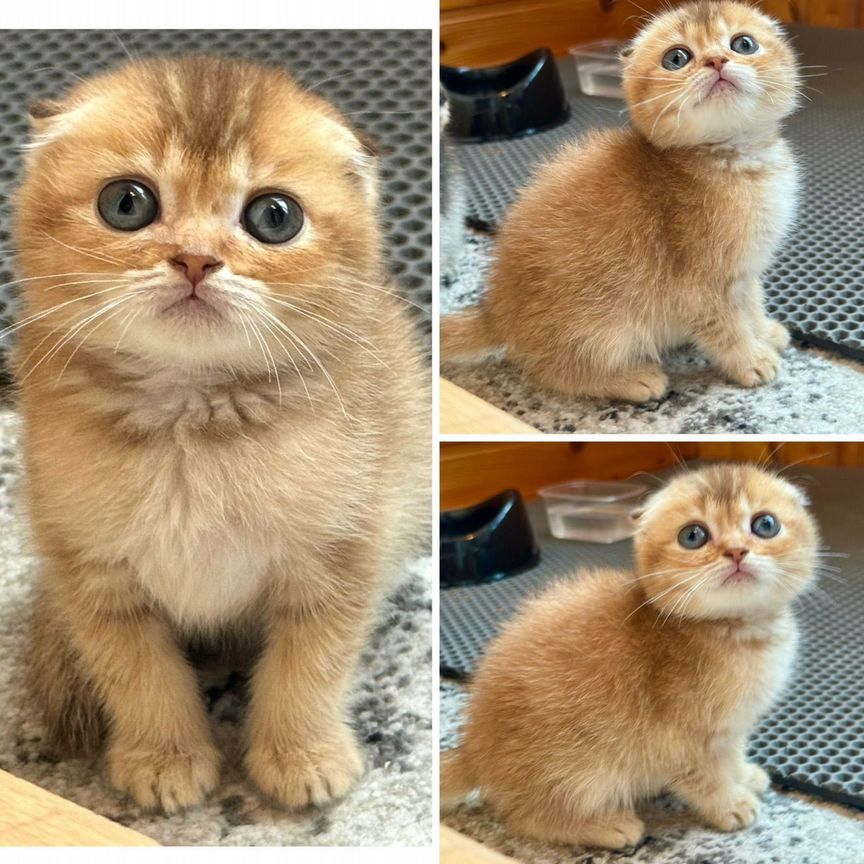 Шотландские вислоухие котята