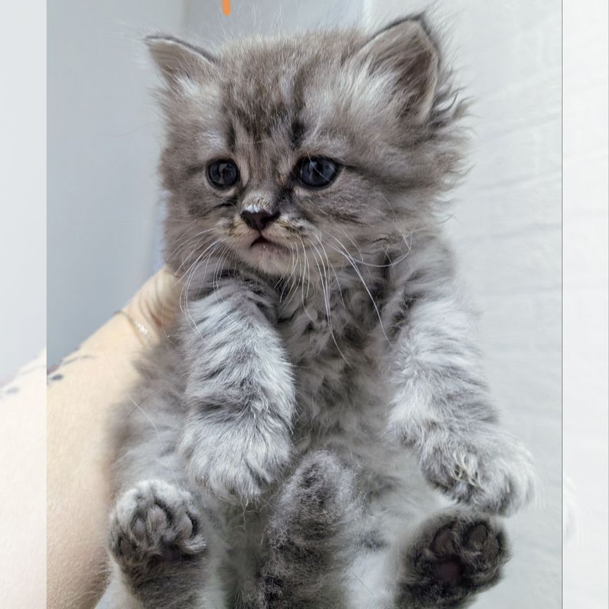 Шотландский вислоухий короткошёрстный котёнок