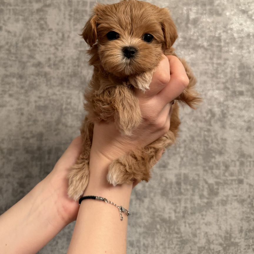 Мальтипу, щенок