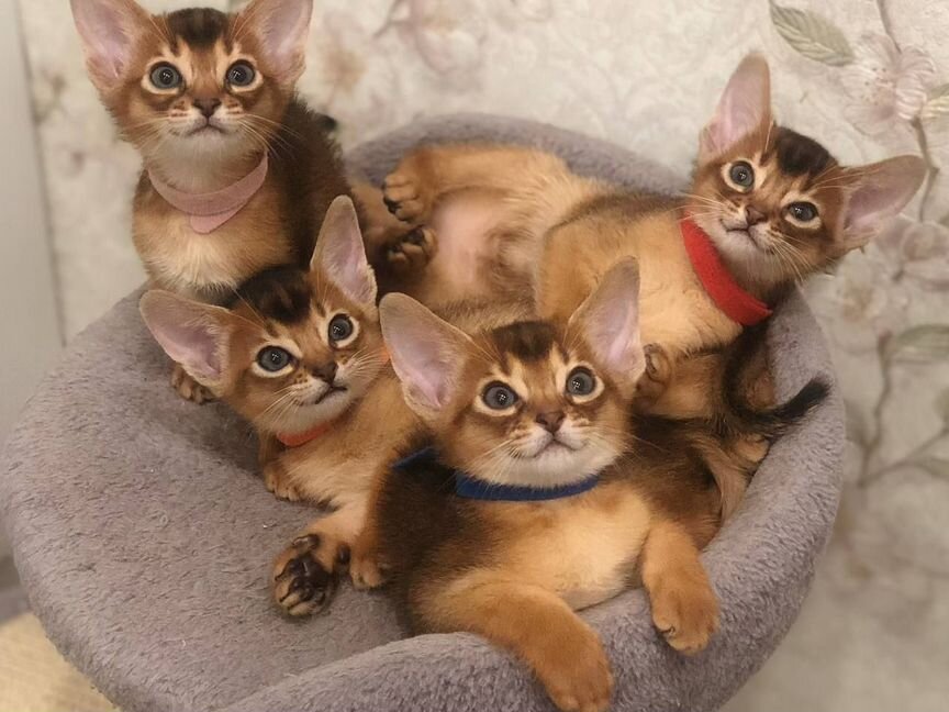 Абиссинские котята