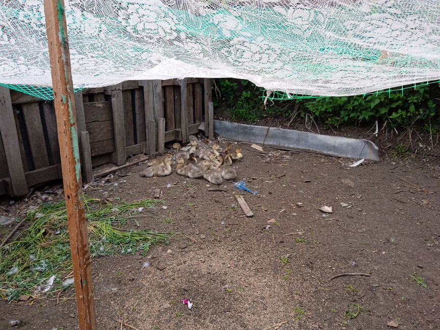 Утята муларды месячные