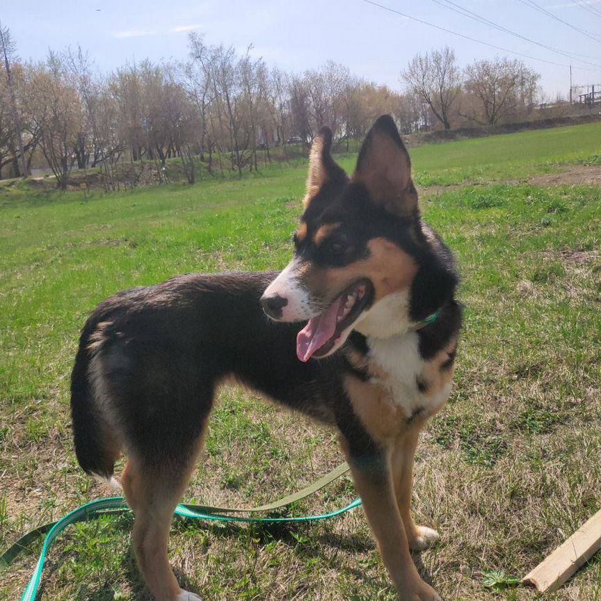 Собака Красавица Фиалка