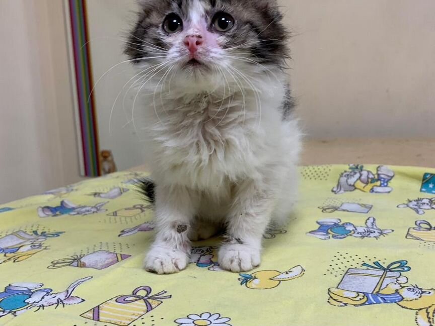 Котята в добрые руки