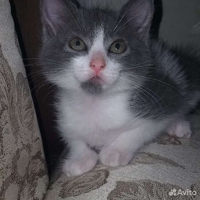 Котята метисы от мамы британки