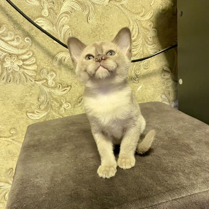 Бурманская кошечка )