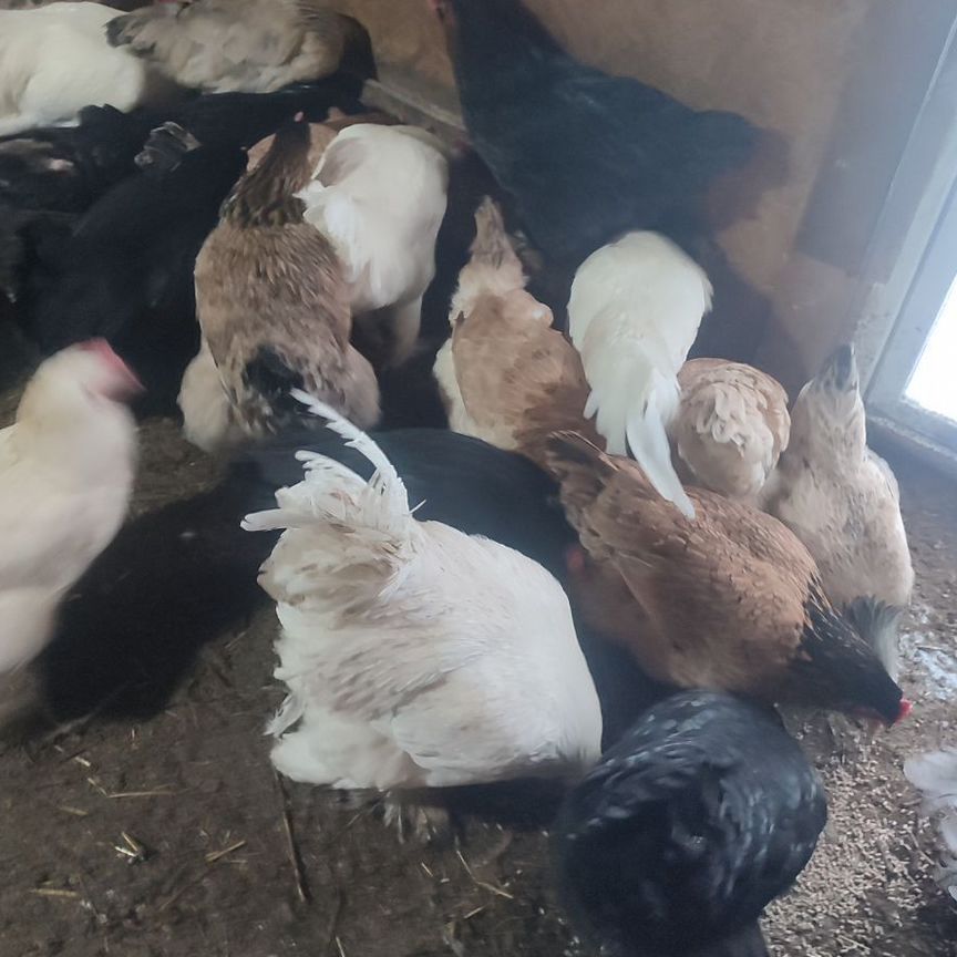 Куры домашние