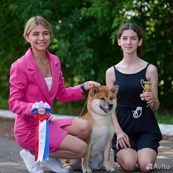 Вязка сиба ину