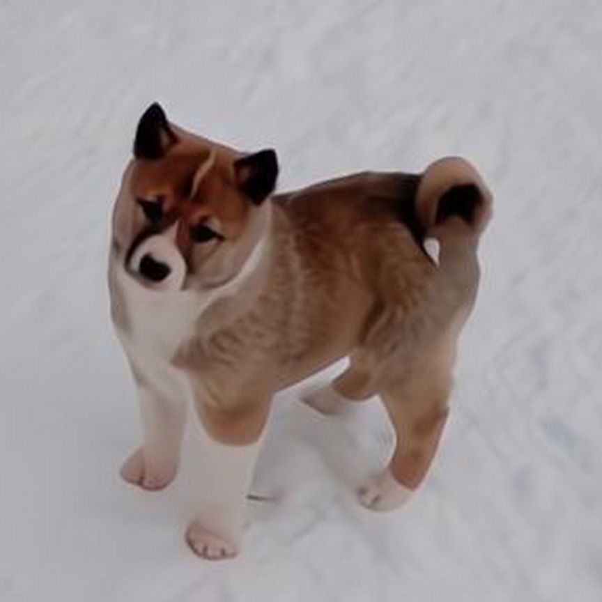 Западносибирская лайка, щенок