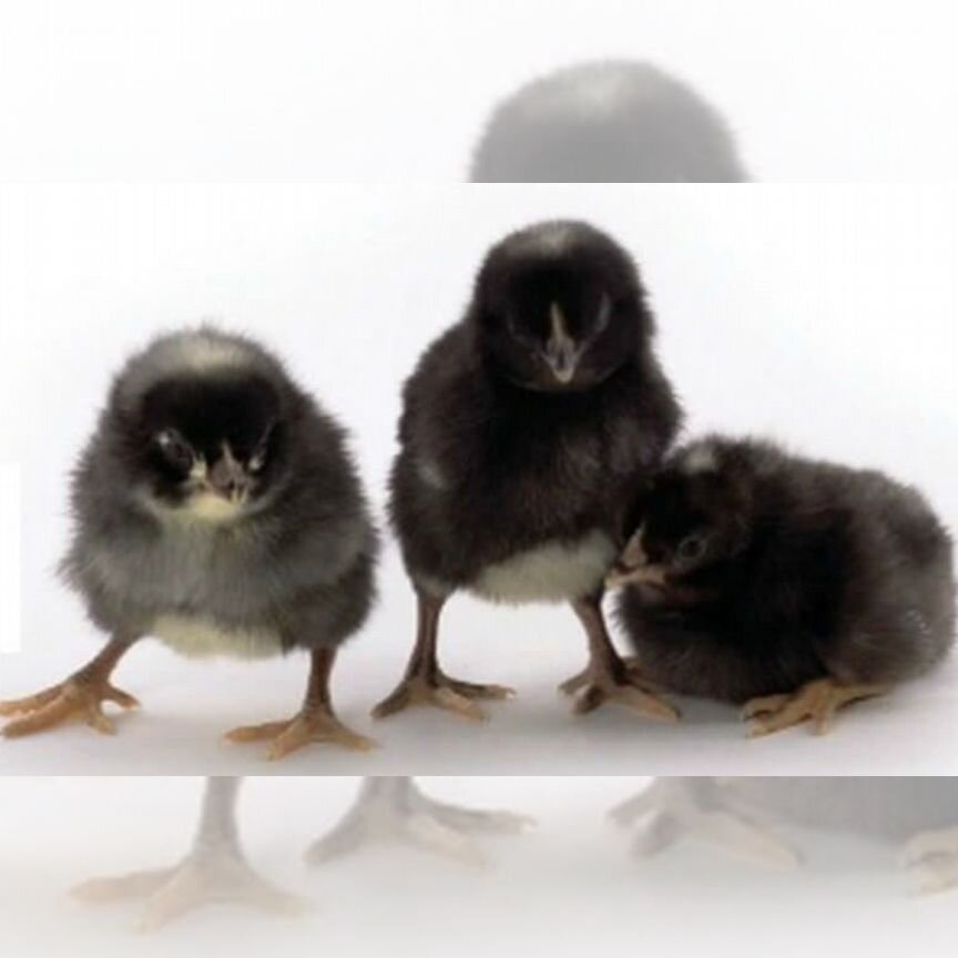 Гриз бар Венгрия Цыплята бройлеры суточные