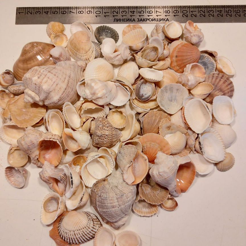 Ракушки морские для аквариума и хобби