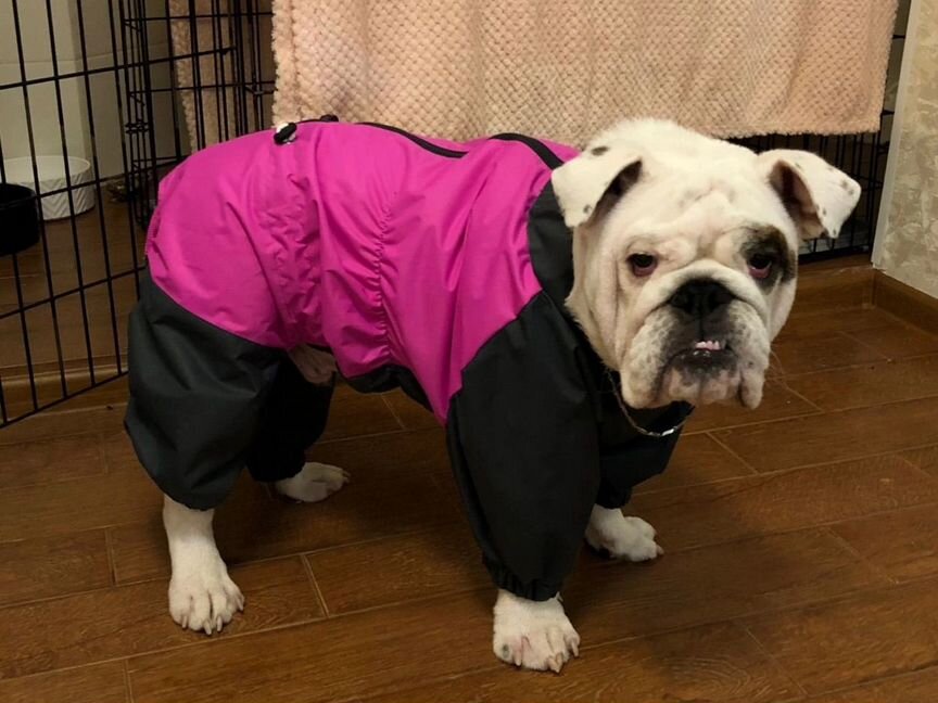 Одежда для собак средних пород