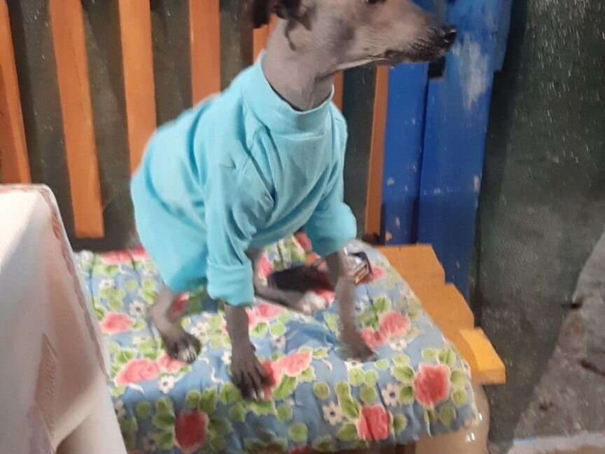 Домашние животные собаки щенки