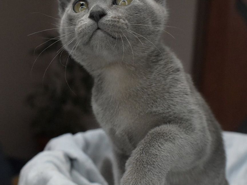 Котята европейской бурмы