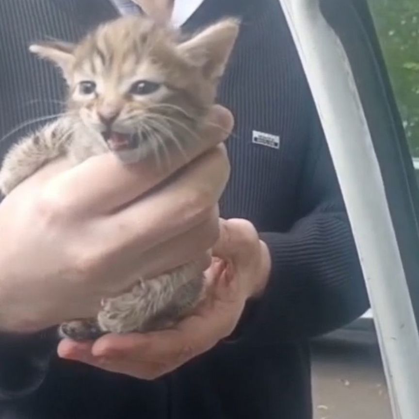 14 котят