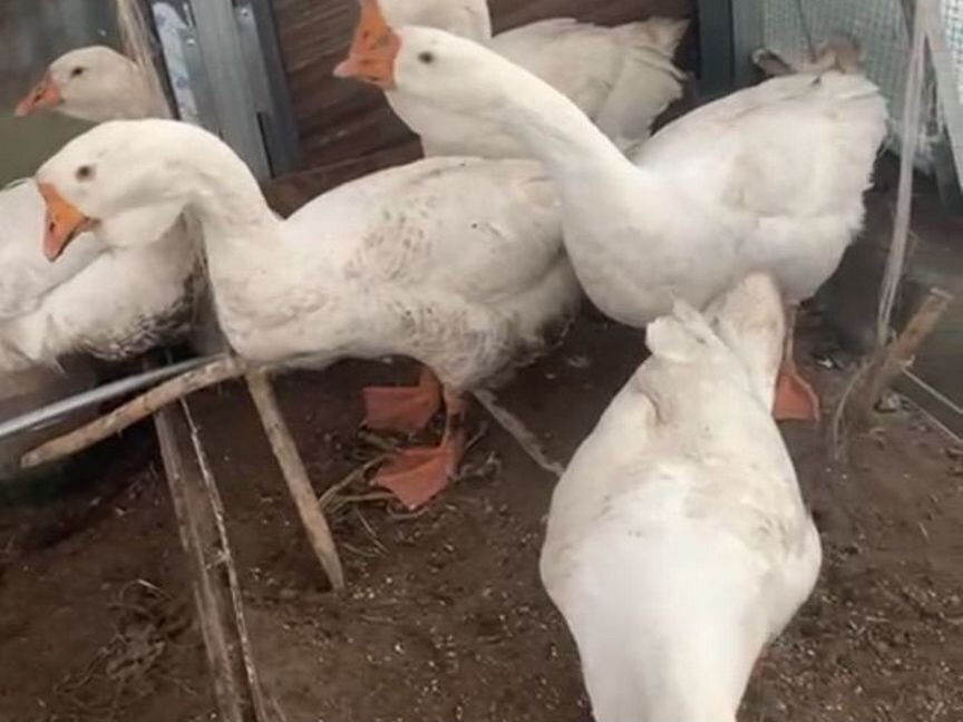 Холмогорские гуси