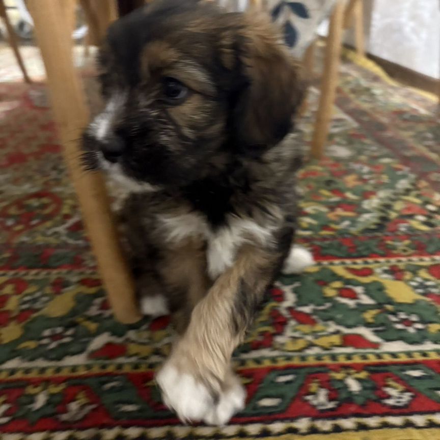 Русская цветная болонка, щенок