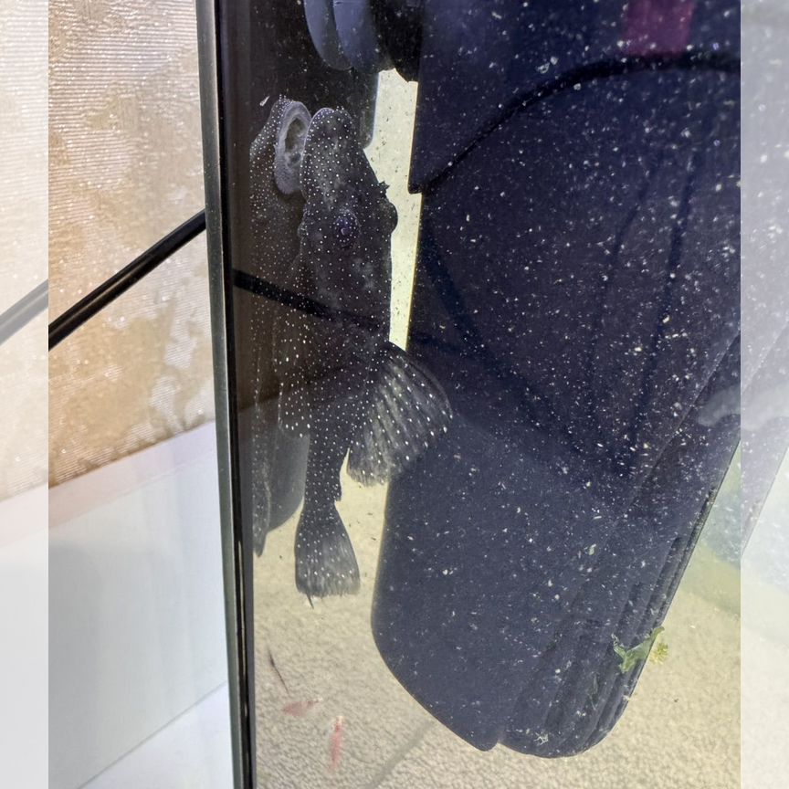 Сом звездчатый самка