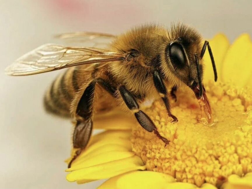 Продам ульи для пчел