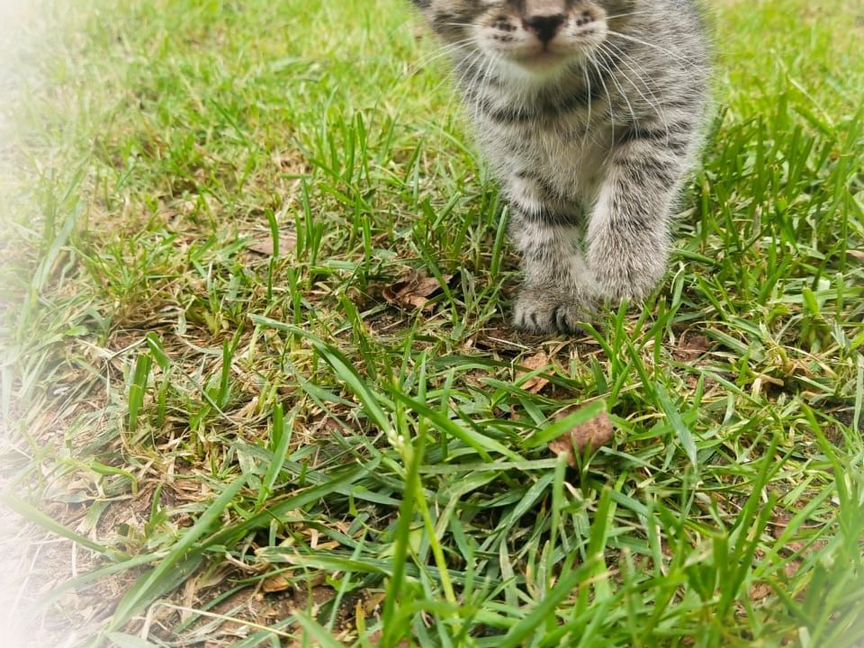 Отдам ласковых котят с приданным