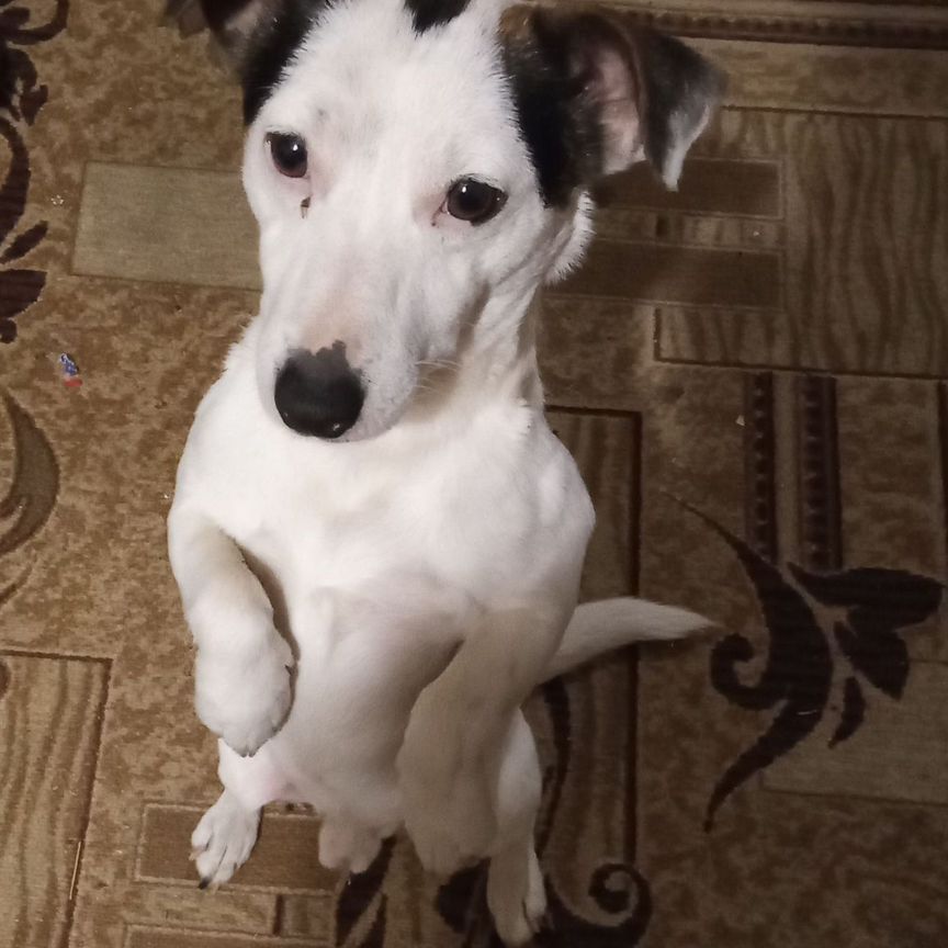 Отдам в добрые руки